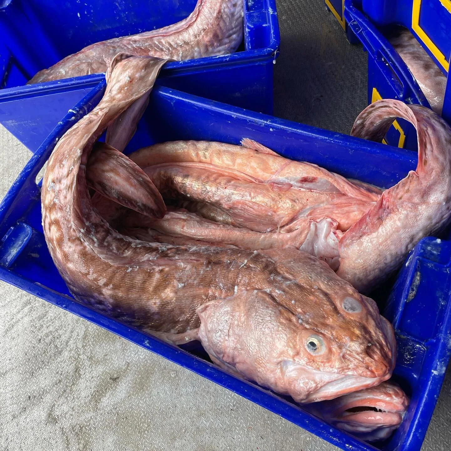 Scale Fish — Kyeema Seafoods