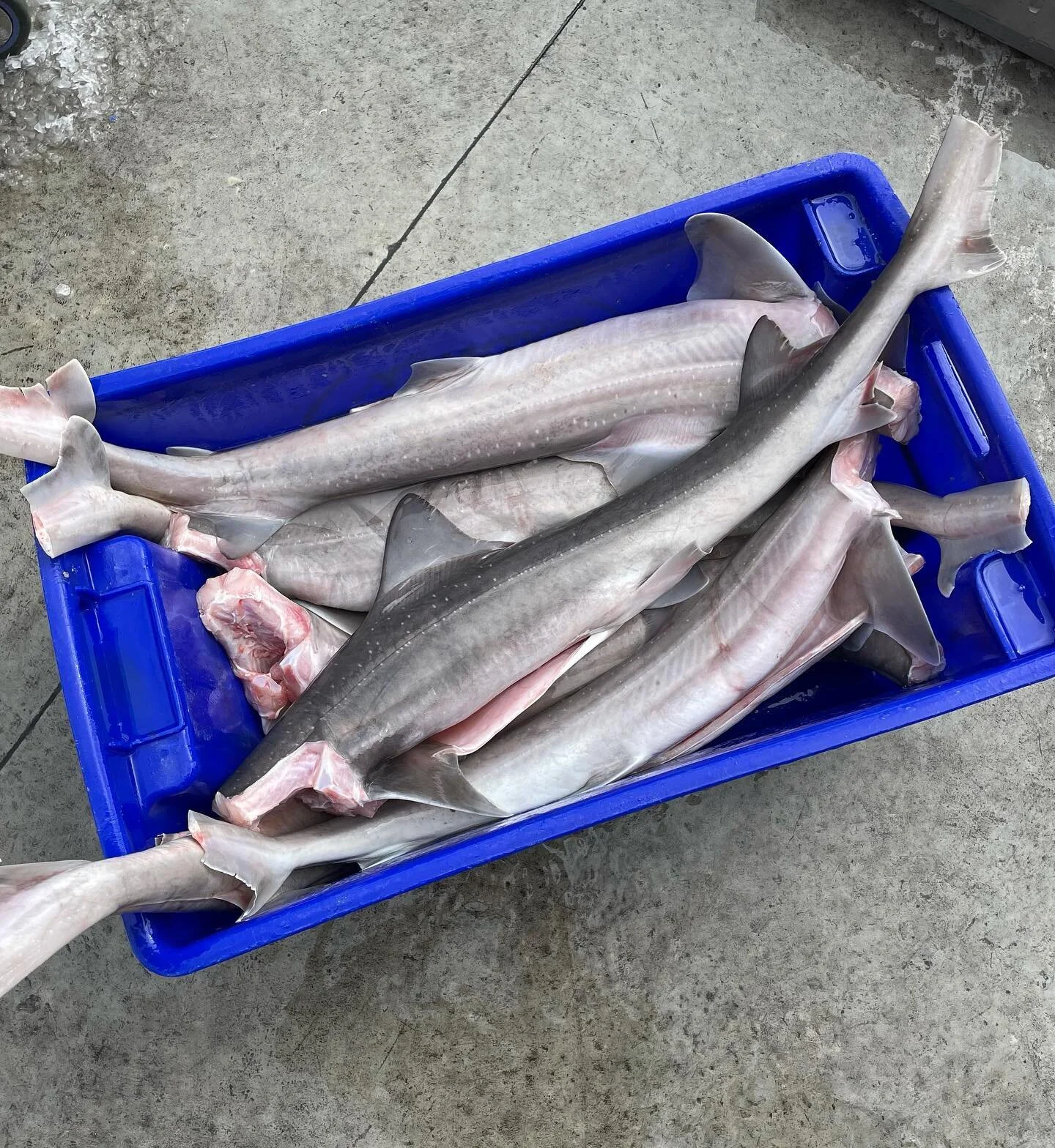 Scale Fish — Kyeema Seafoods