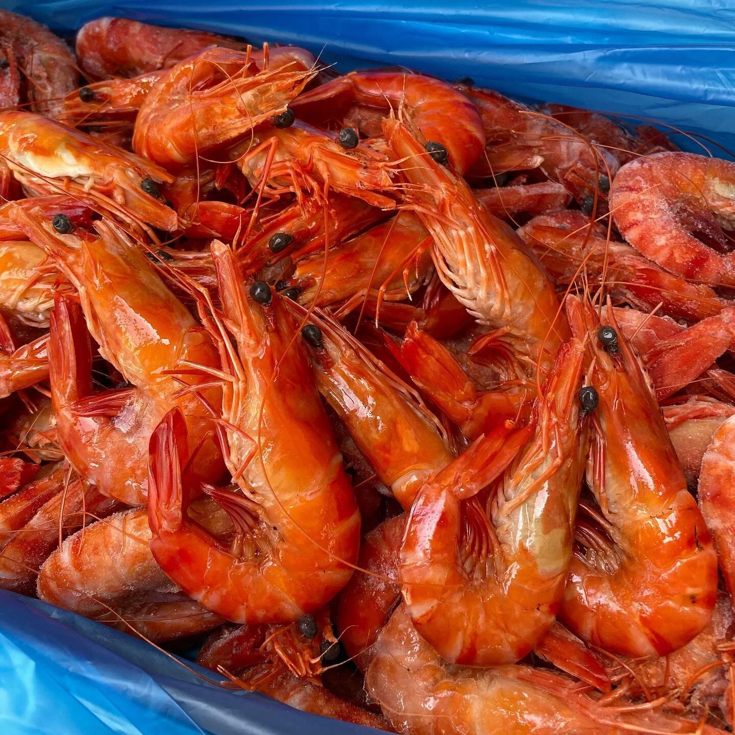 Shell Fish — Kyeema Seafoods