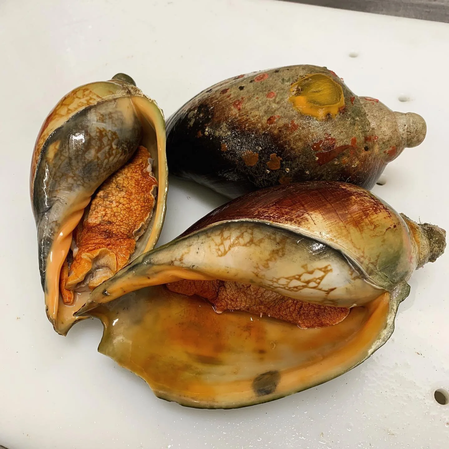 periwinkles — Kyeema Seafoods