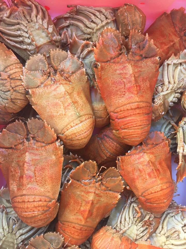 Moreton Bay Bugs — Kyeema Seafoods