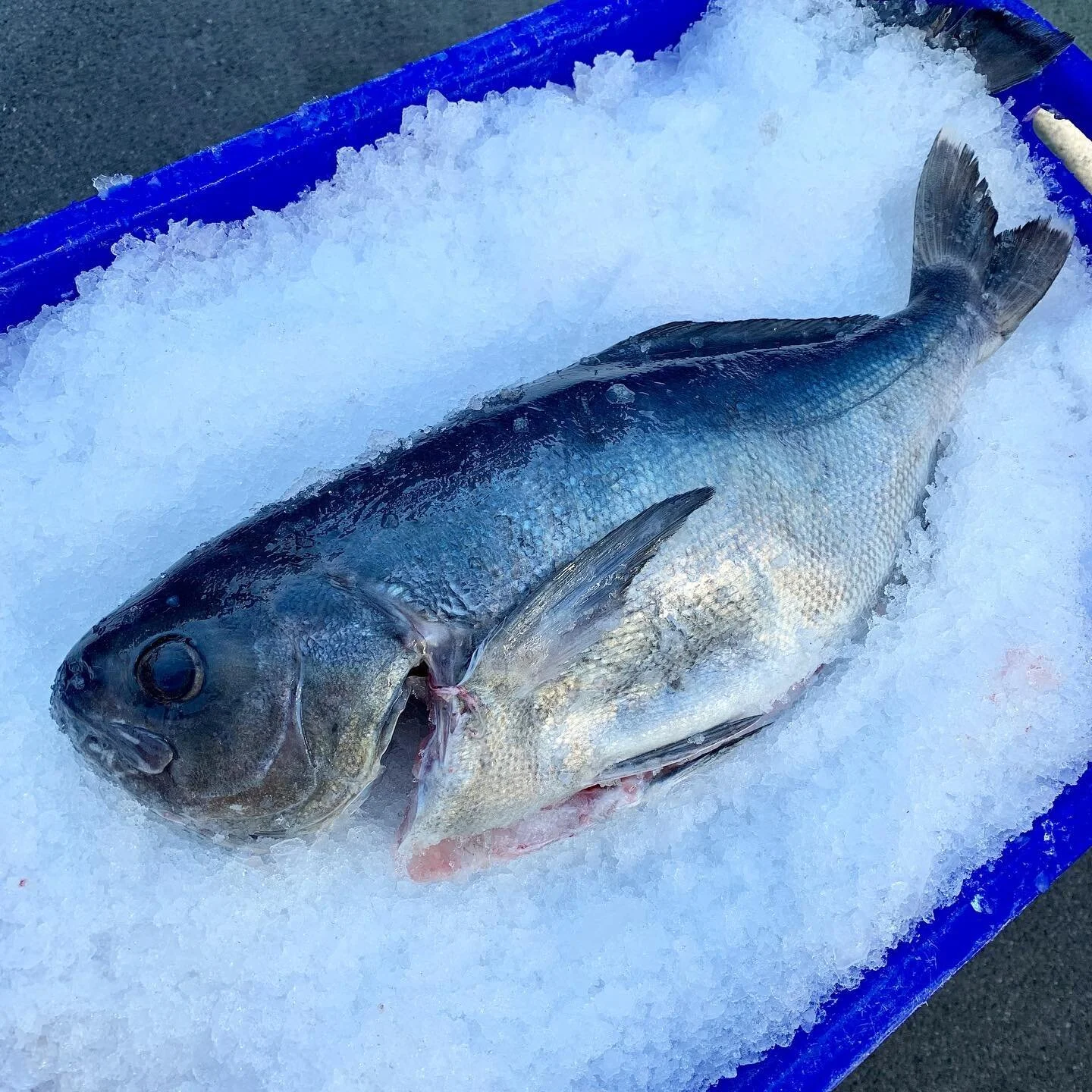 Blue Eye Trevalla — Kyeema Seafoods