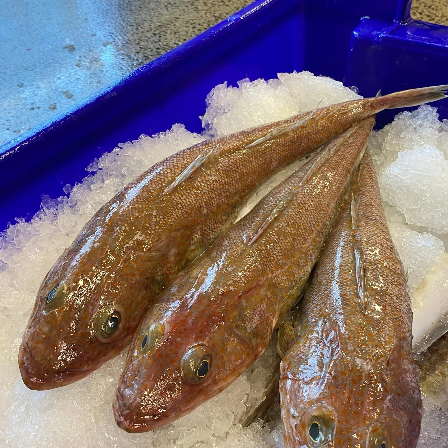 Flathead — Kyeema Seafoods