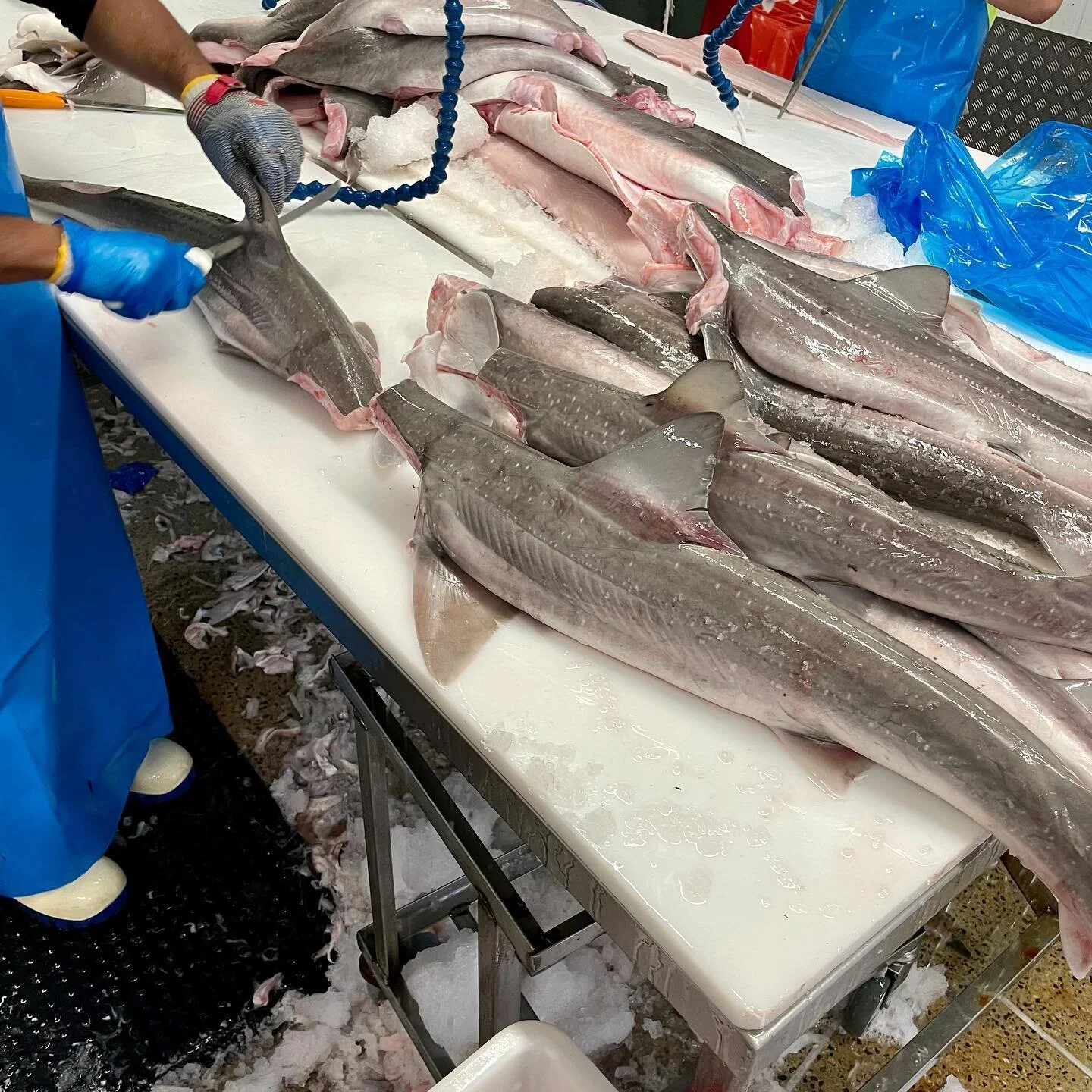 Gummy — Kyeema Seafoods