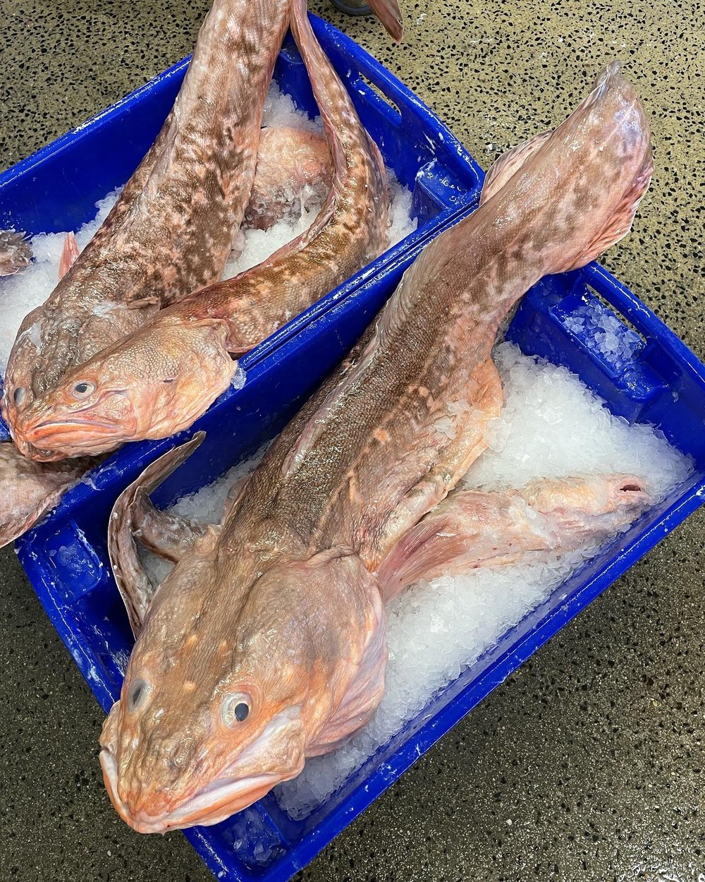 Scale Fish — Kyeema Seafoods
