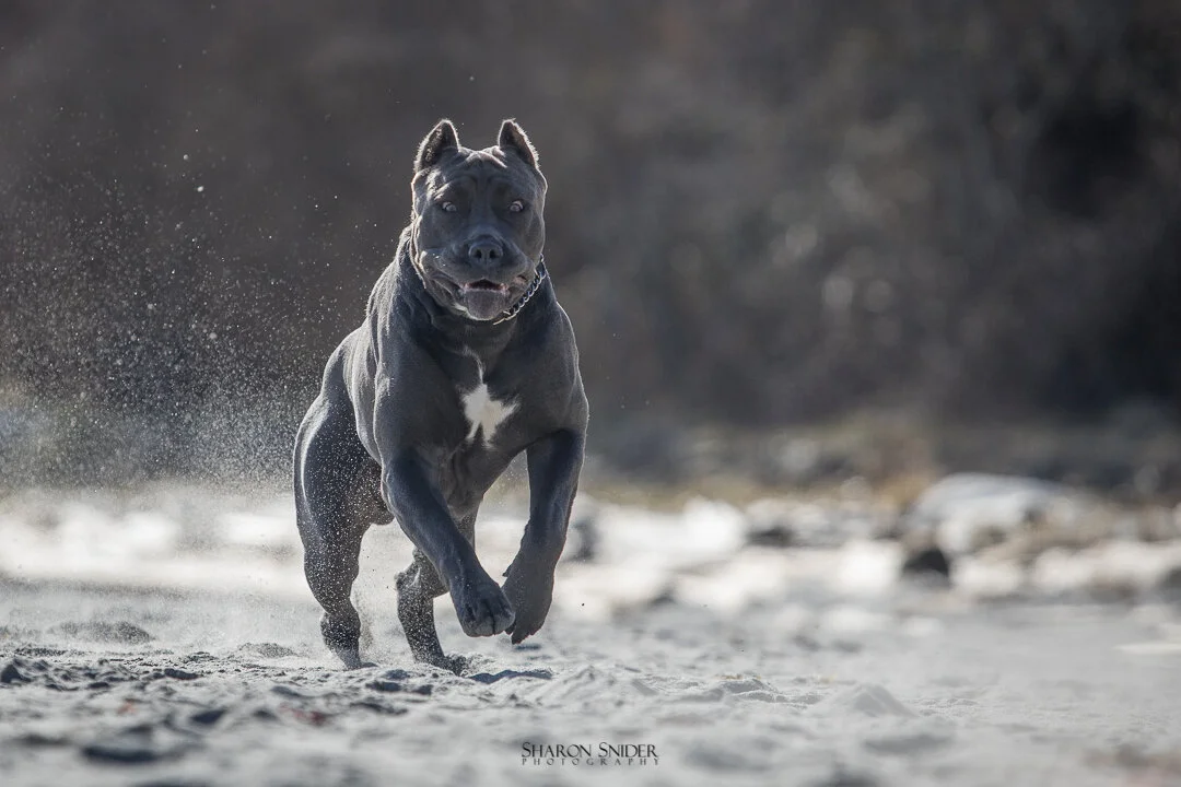 Muscular Cane Corso