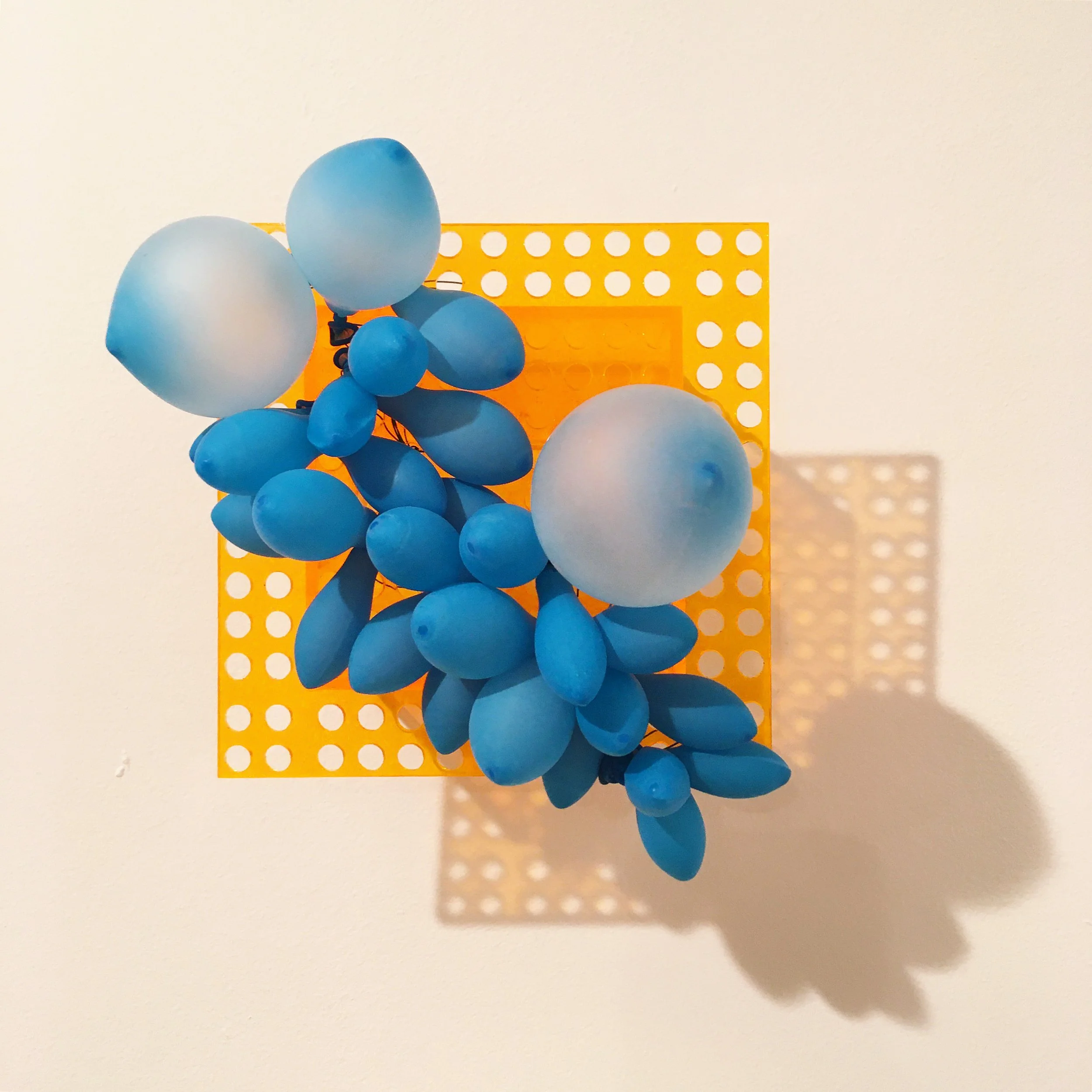 collected specimens — AMELIA KEY