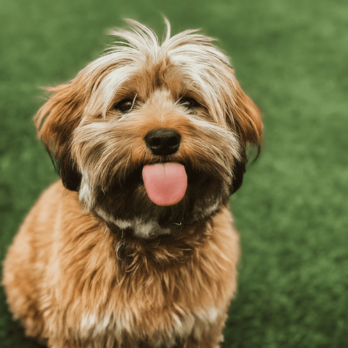 Hairy Tongue — Dr. Scott Solomons