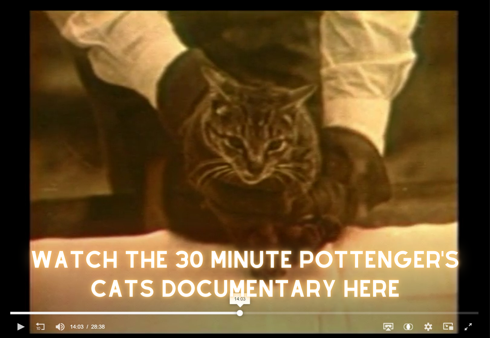 The Intriguing World of Pottenger's Cats — Dr. Scott Solomons