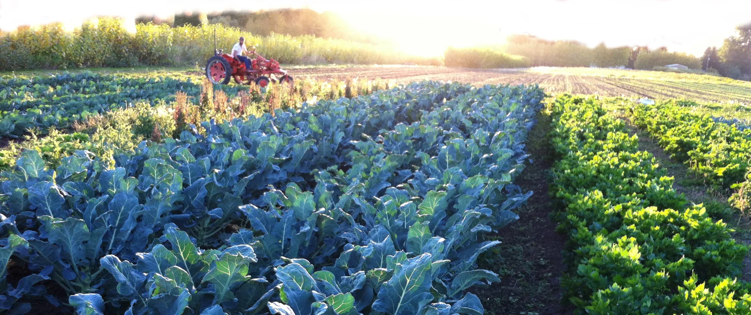 Our Farm — Minto Island Growers