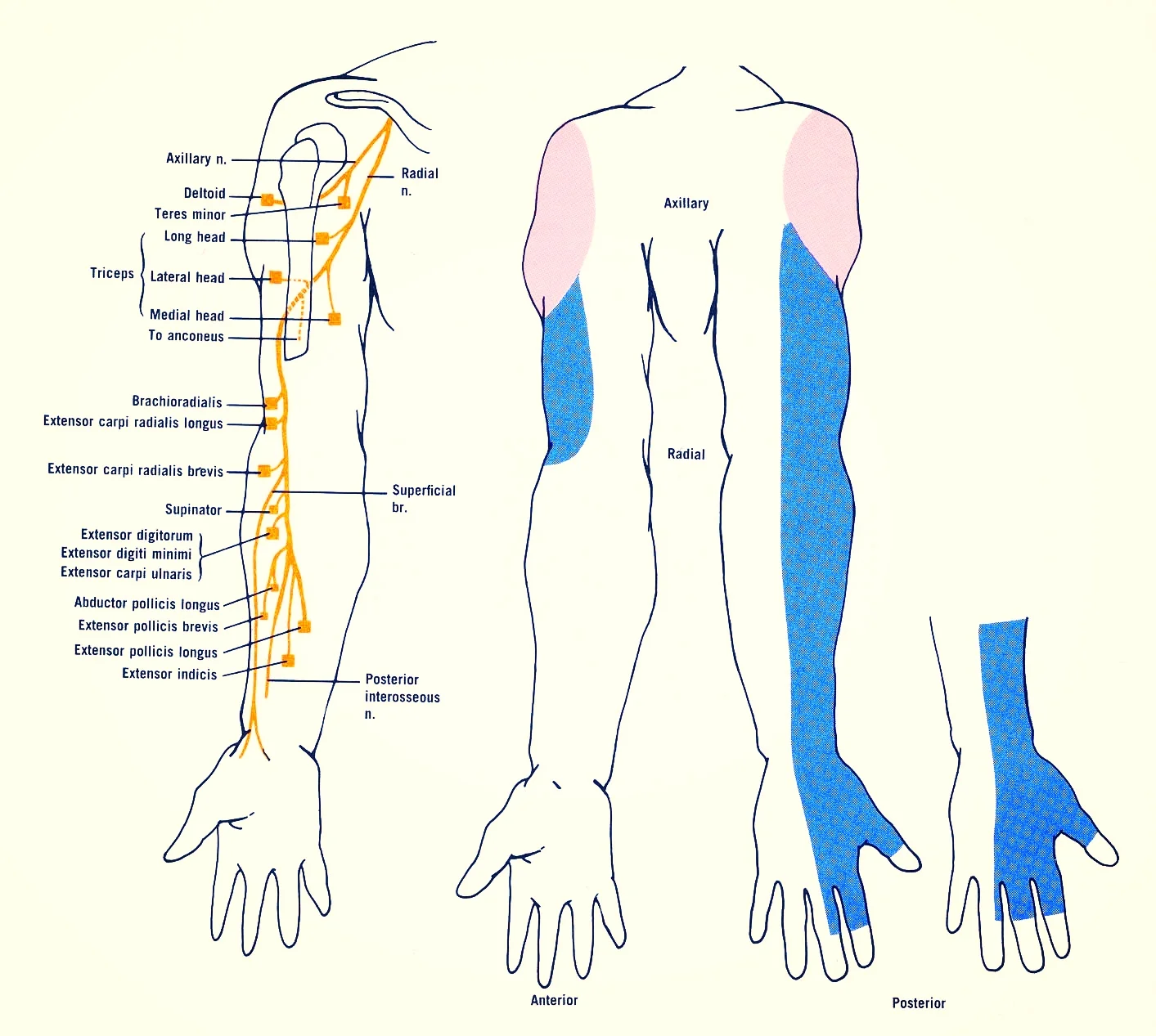 What's making my hand go numb? Part 3 - Peripheral Nerve Disorder ...