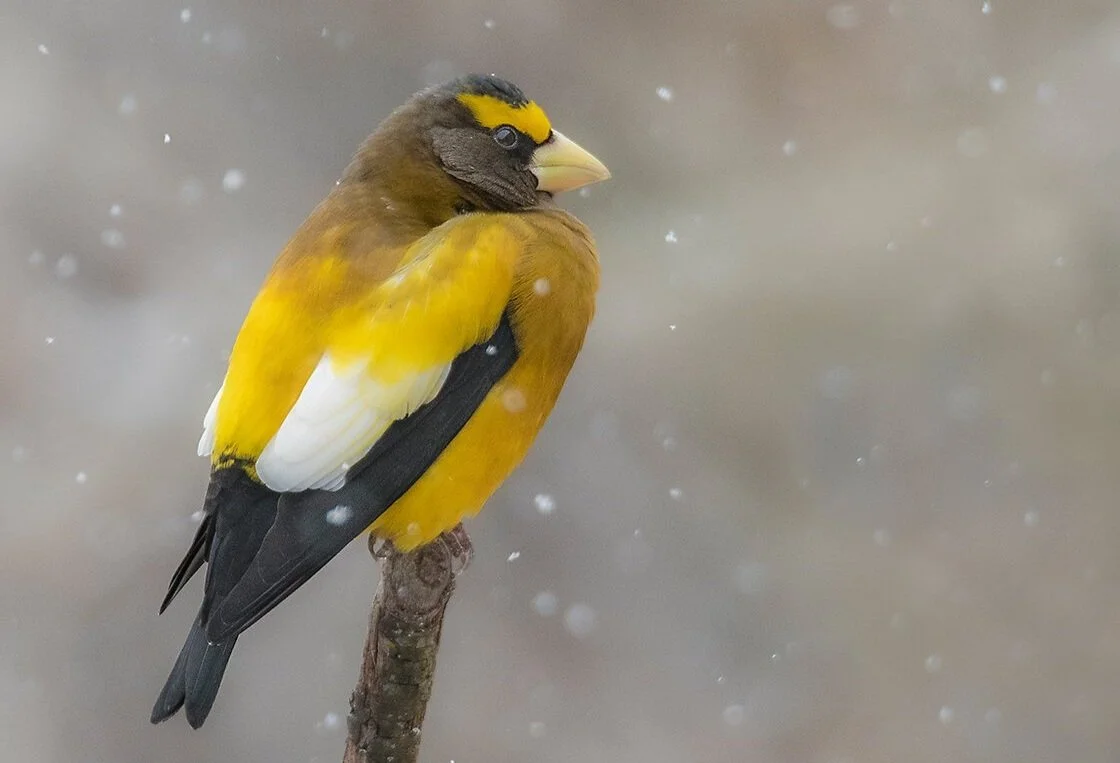 Backyard Bird Feeders and Photography Tips — Kevin Pepper Photography