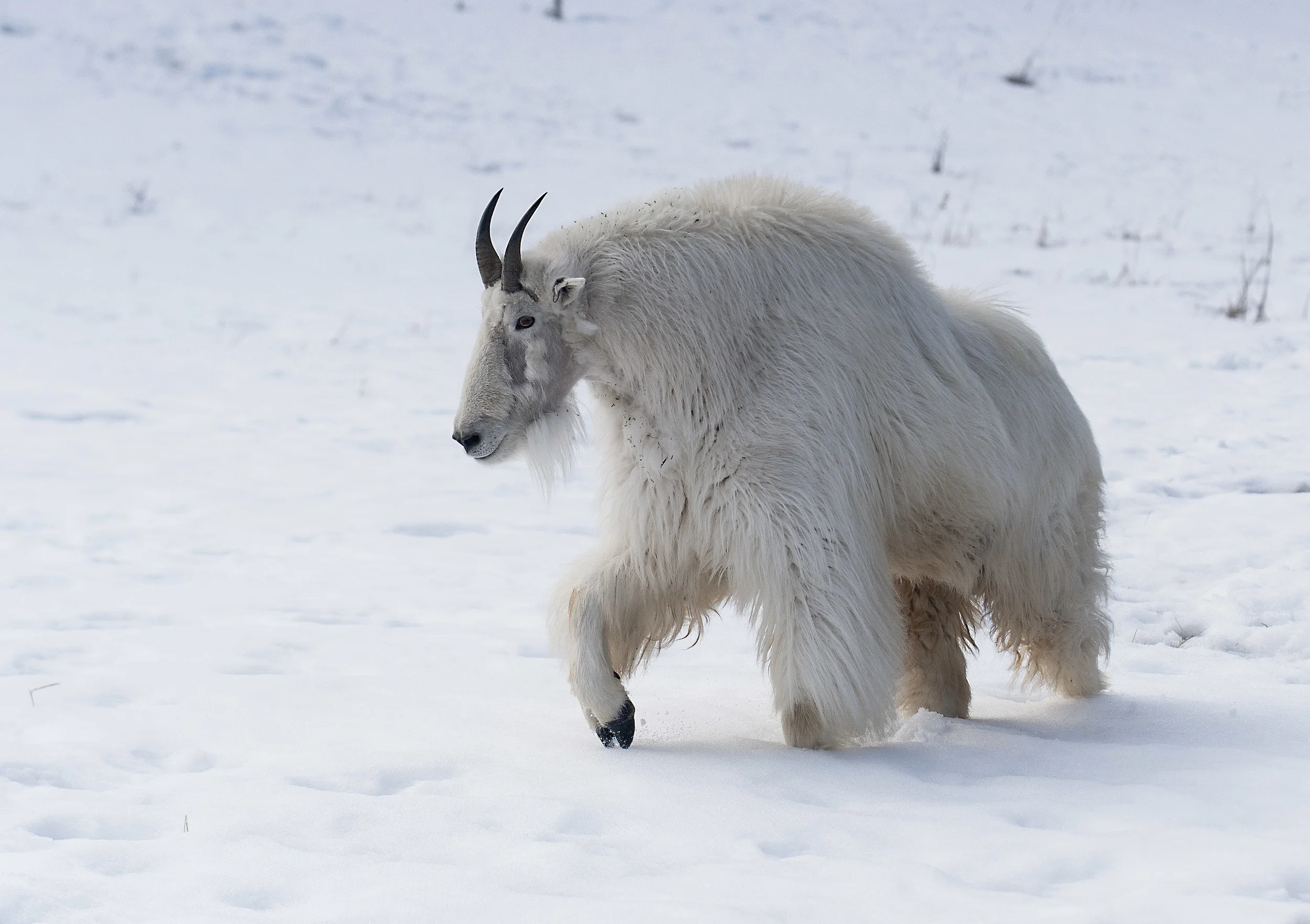 2017 Yukon Photography Workshop for Aurora and Winter Landscapes with ...