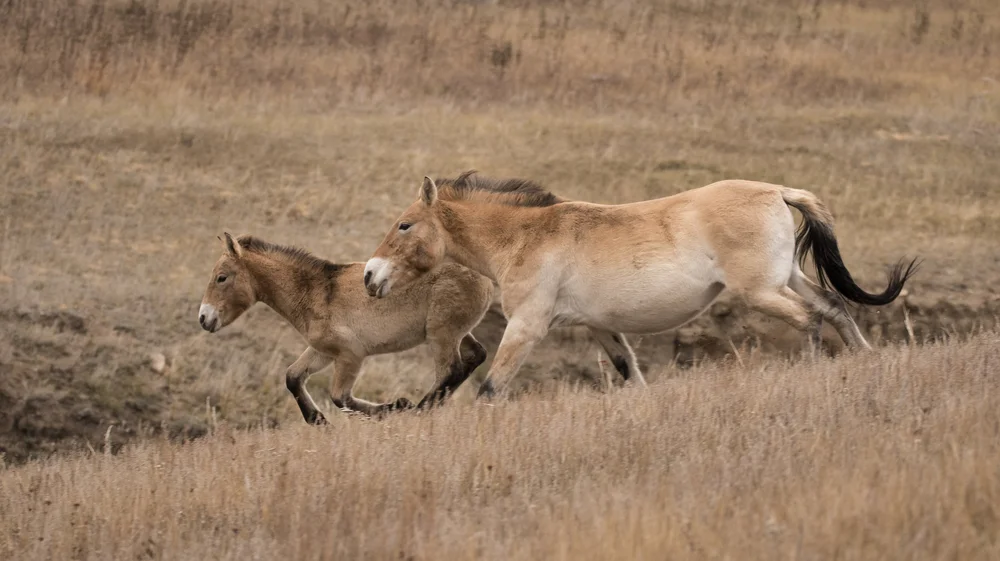 Today I wanted to introduce you to the Przewalski Horse in Mongolia ...