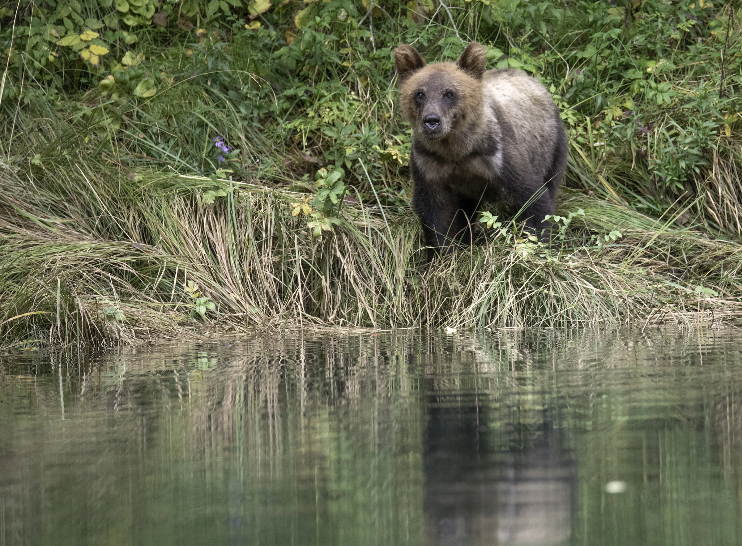 Trip Report: Great Bear Rainforest in British Columbia — Kevin Pepper ...