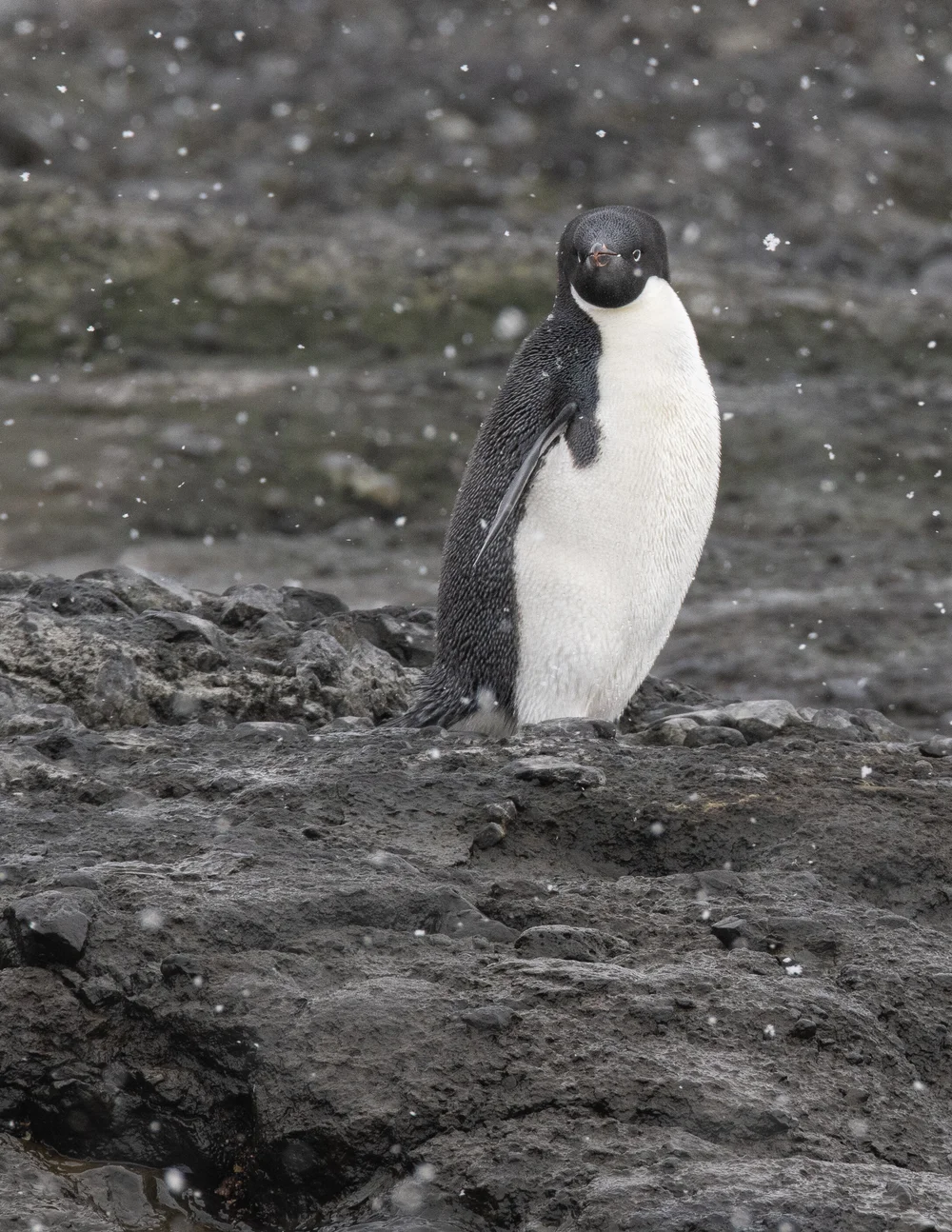 How To Choose the Right Composition When Photographing Wildlife — Kevin ...