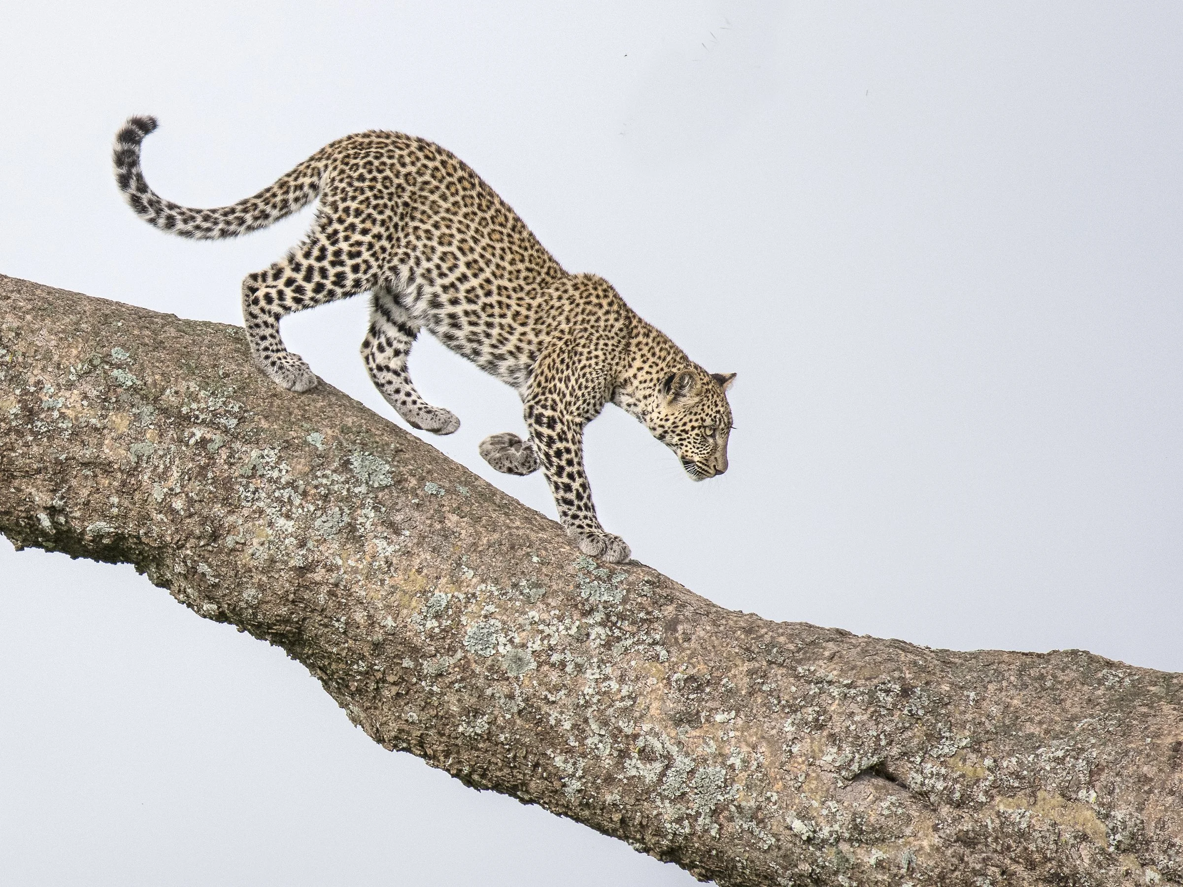 Images From My Africa Workshops — Kevin Pepper Photography