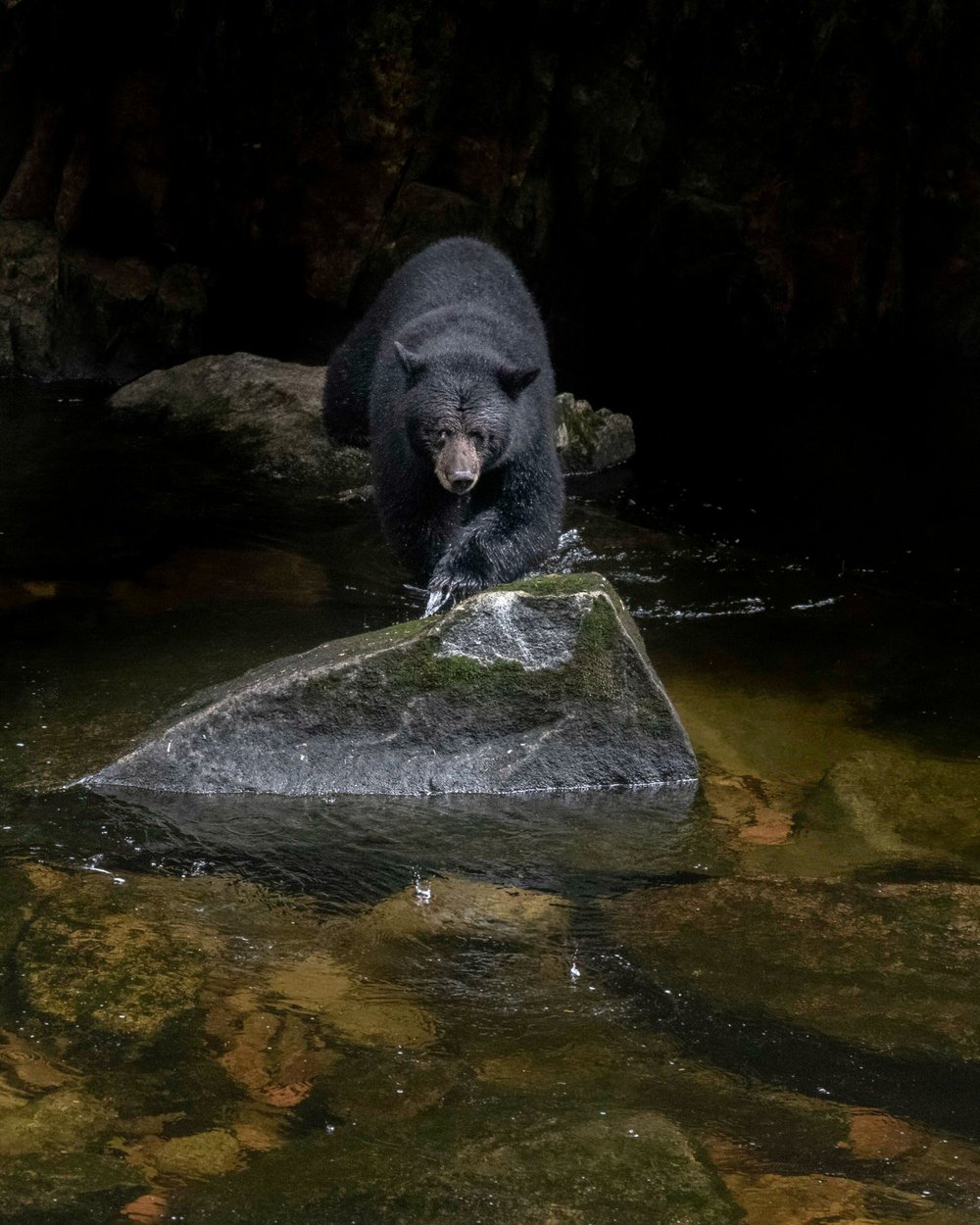 Beginners Guide To Wildlife Photography — Kevin Pepper Photography