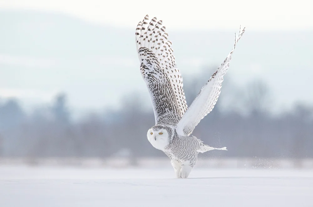 Beginners Guide To Wildlife Photography — Kevin Pepper Photography