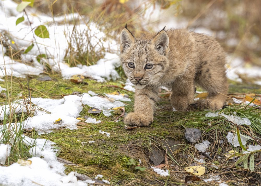 Ten Wildlife Photography Tips For Beginners — Kevin Pepper Photography