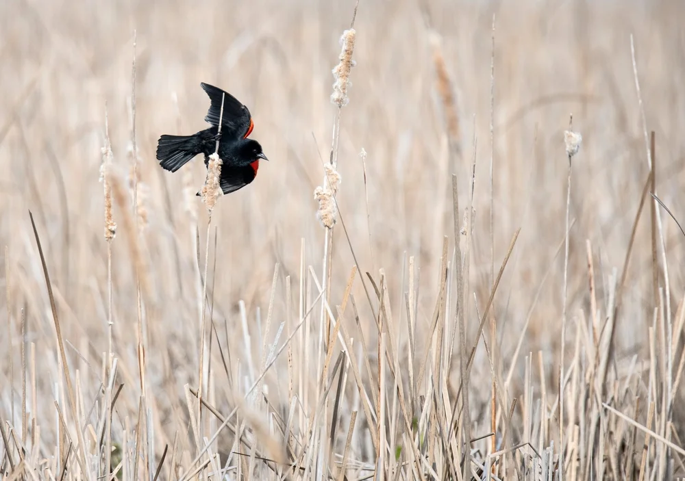 Backyard Bird Feeders and Photography Tips — Kevin Pepper Photography