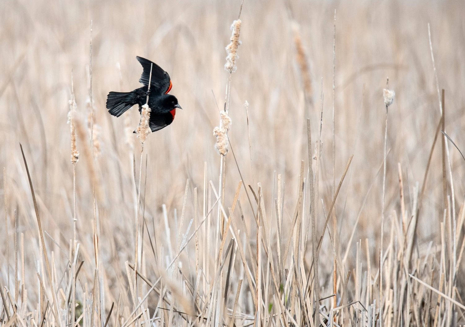 Backyard Bird Feeders and Photography Tips — Kevin Pepper Photography