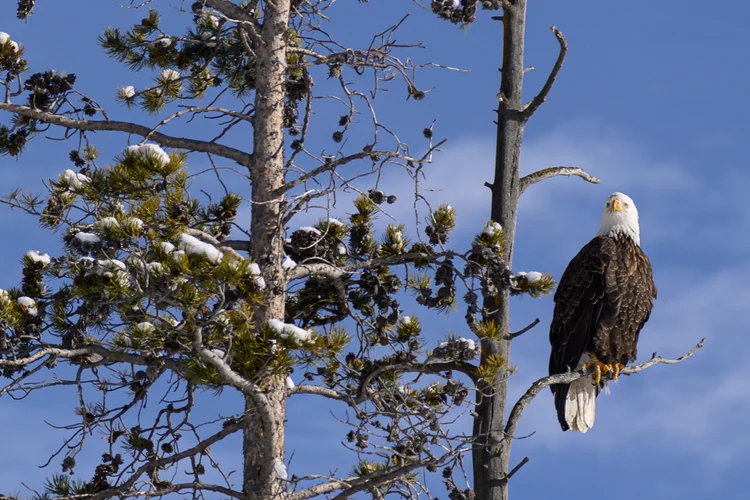 Shutter Speeds For Wildlife Photography — Kevin Pepper Photography