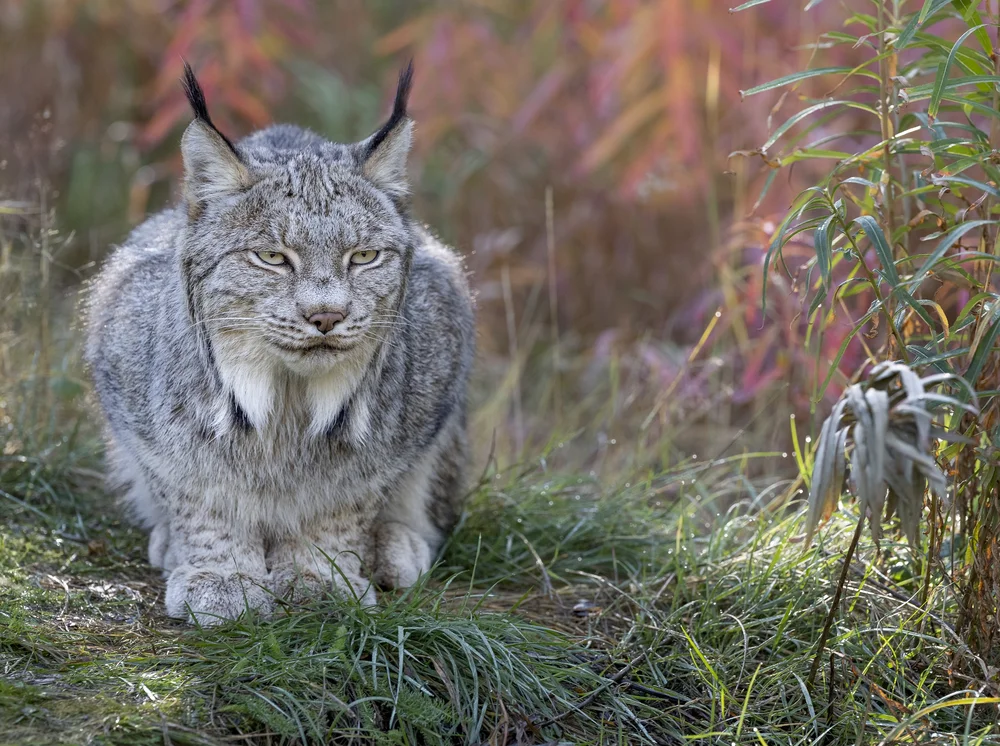 Wildlife Photography Techniques — Kevin Pepper Photography