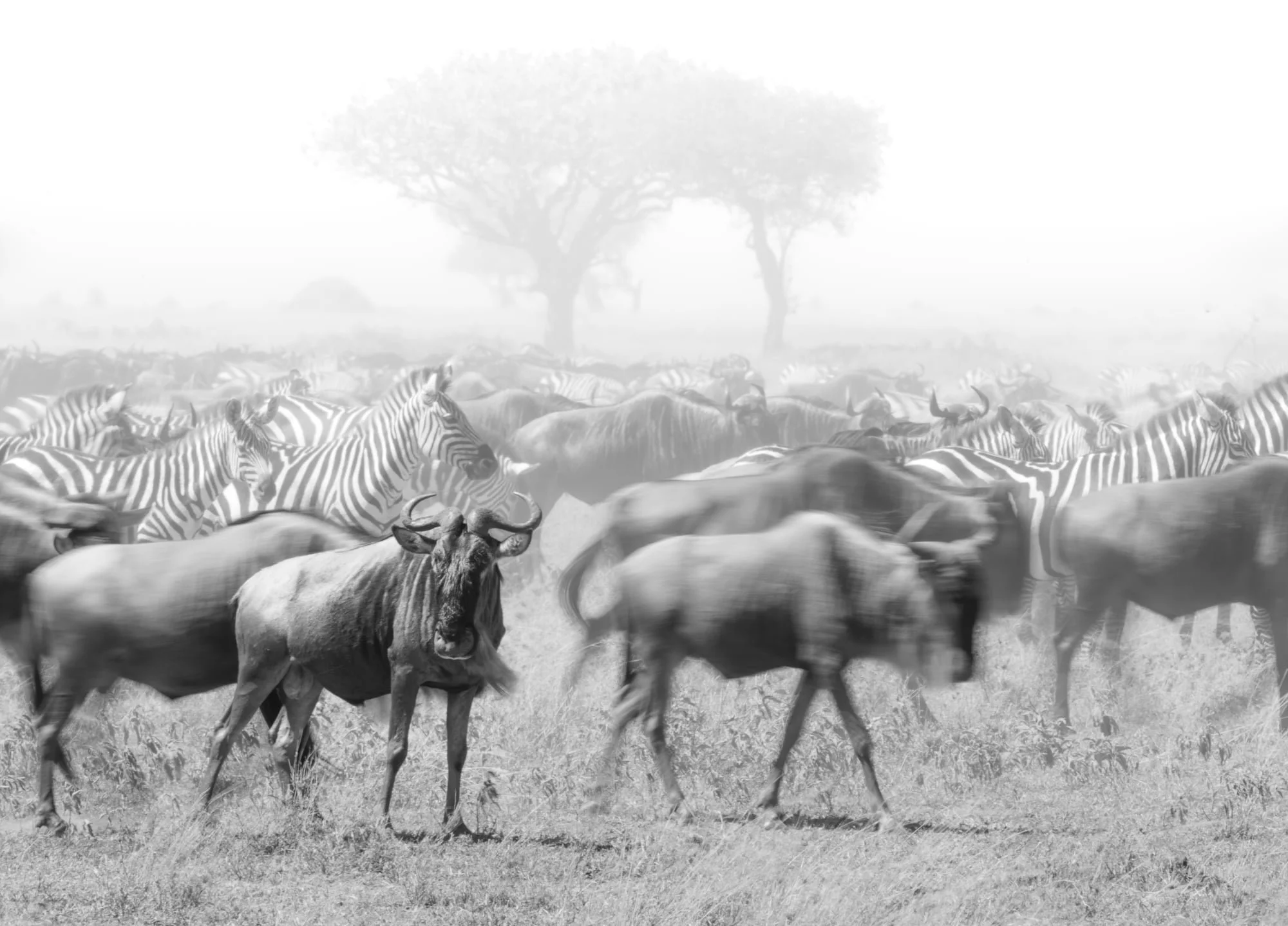 Shutter Speeds For Wildlife Photography — Kevin Pepper Photography