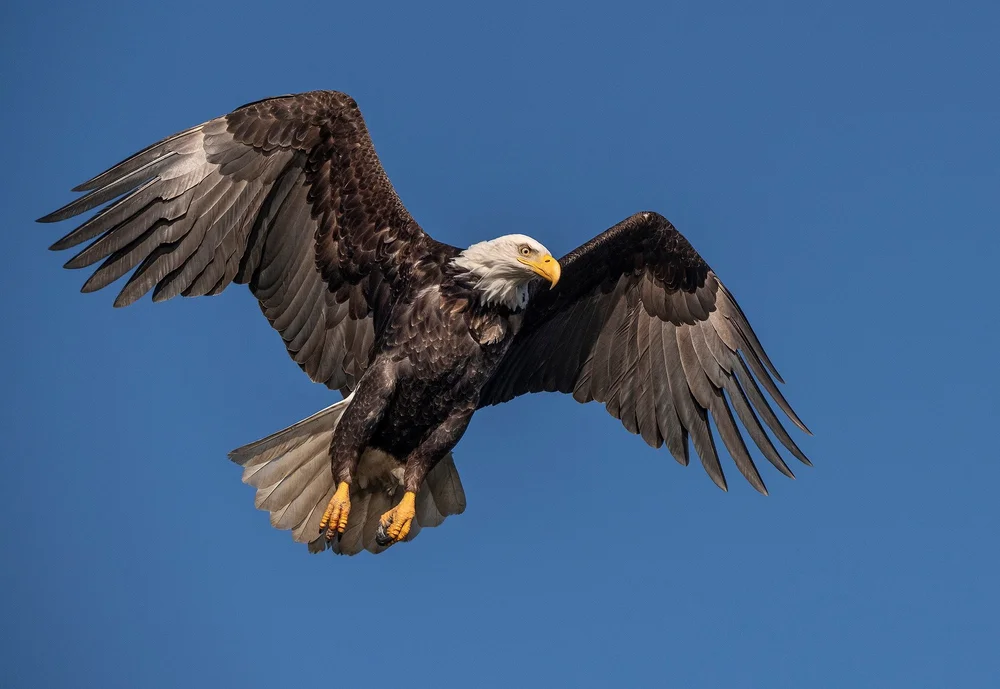 Shutter Speeds For Wildlife Photography — Kevin Pepper Photography