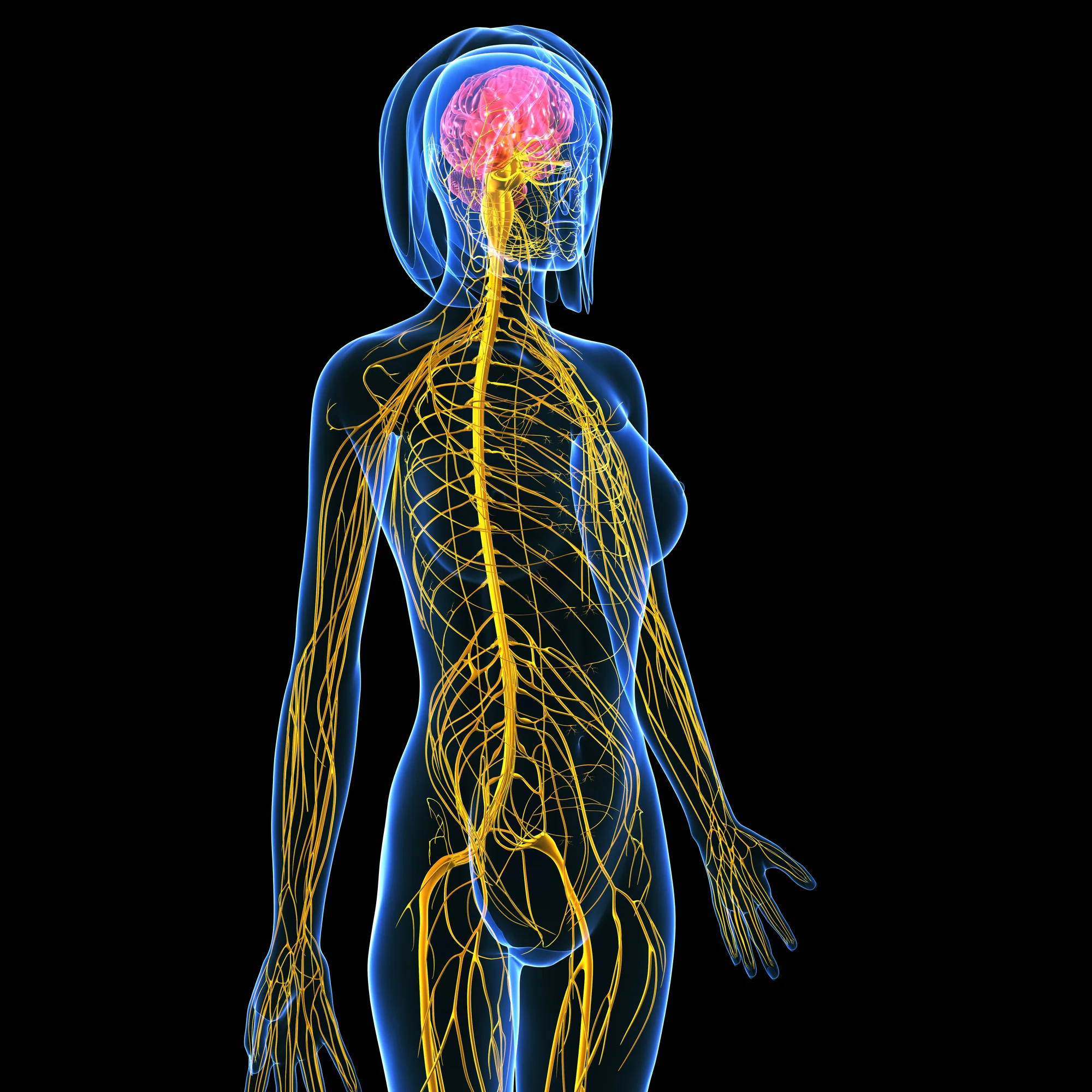 Nerves And Radicular Pain ridiculous Pain Fairfield Osteopathic Clinic