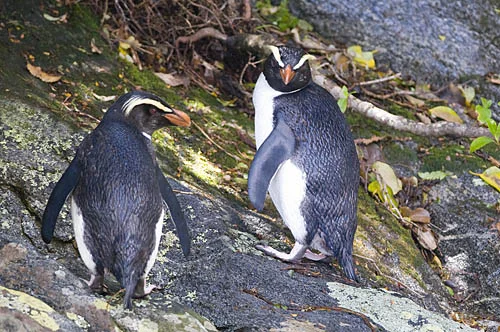 Photo Lectures — David Boag