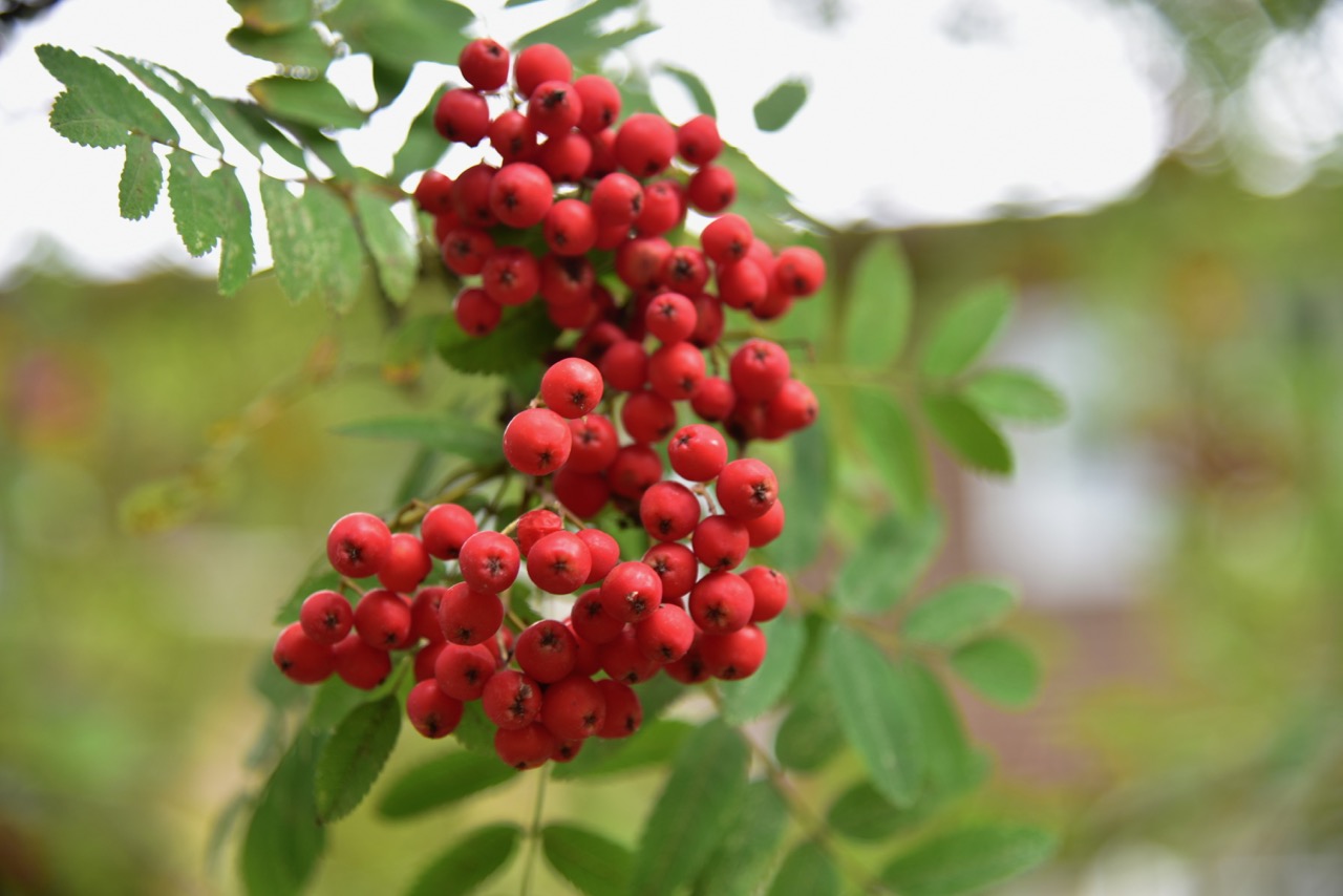 Trees — Chautauqua Bird, Tree & Garden Club