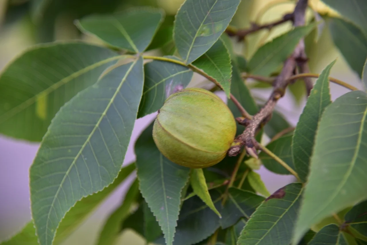 Trees — Chautauqua Bird, Tree & Garden Club