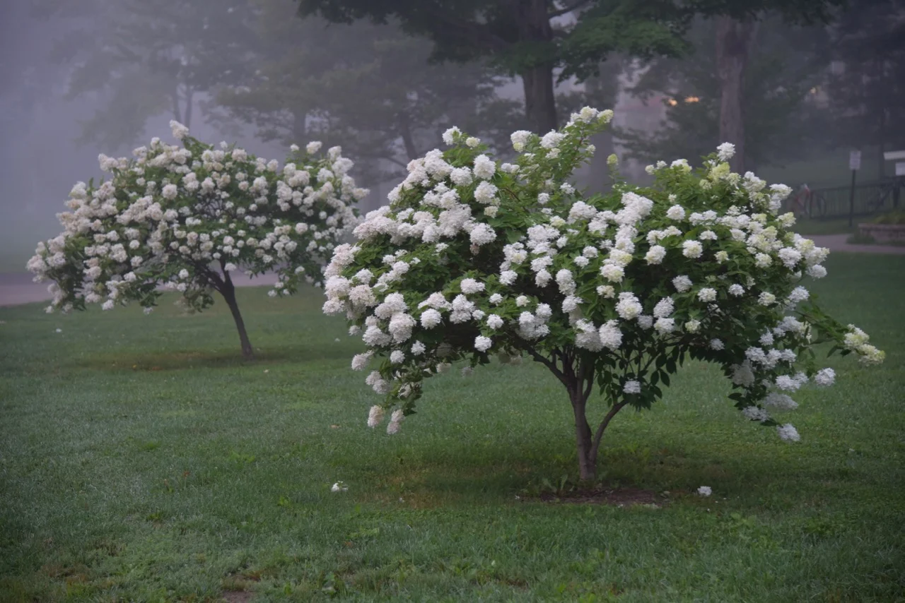 Trees — Chautauqua Bird, Tree & Garden Club