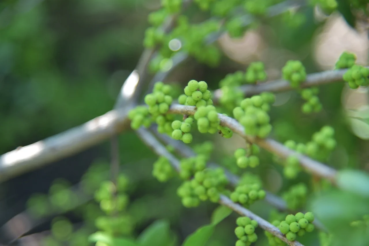 Trees — Chautauqua Bird, Tree & Garden Club