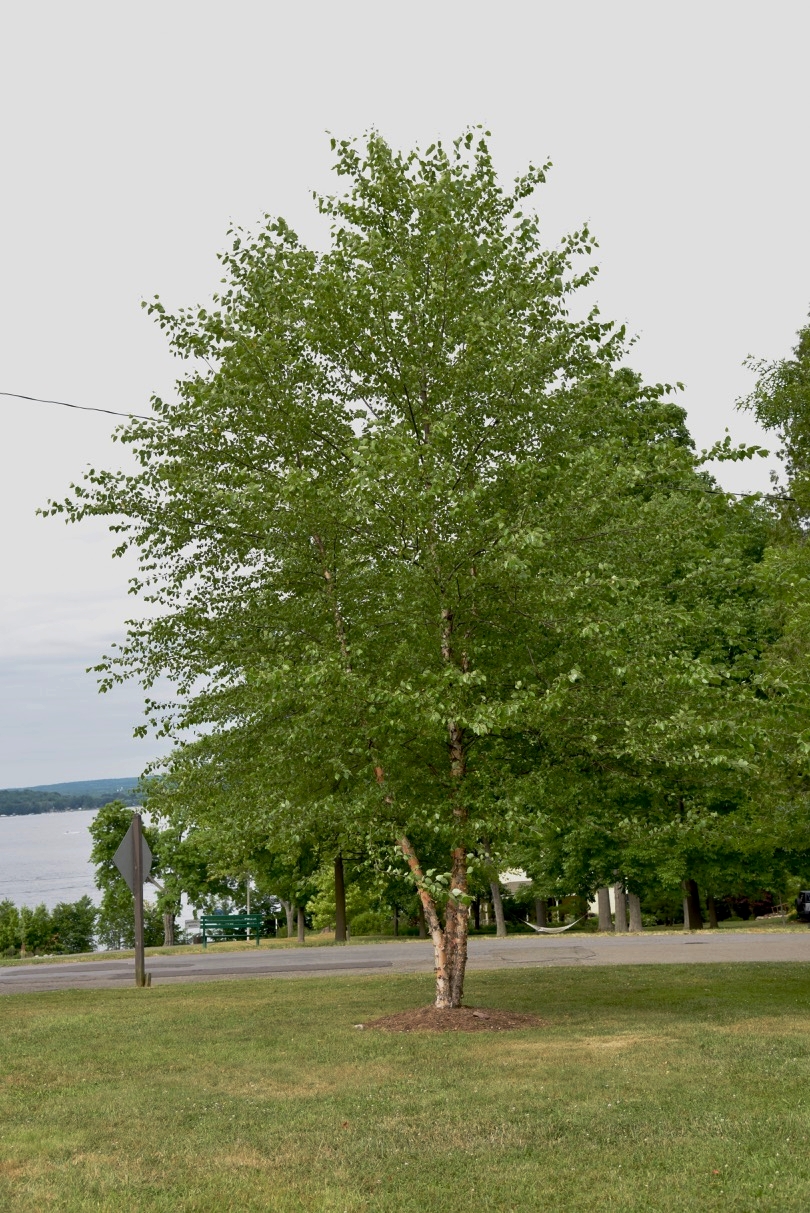 Trees — Chautauqua Bird, Tree & Garden Club