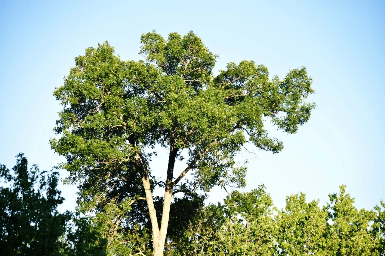 Trees — Chautauqua Bird, Tree & Garden Club