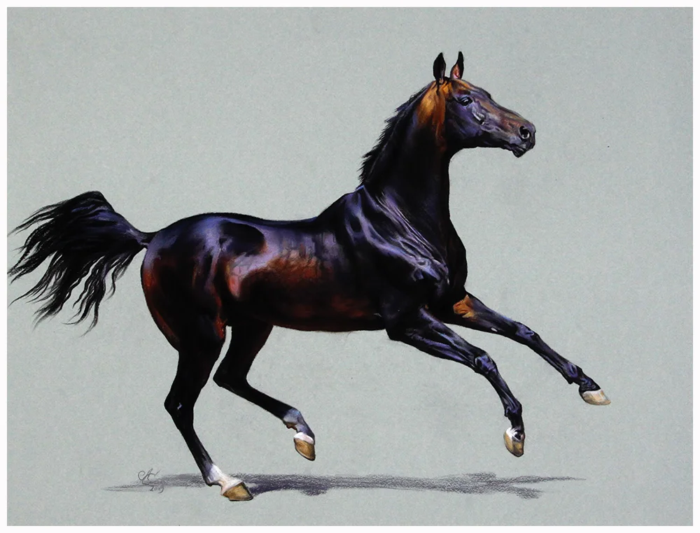 Akhal Teke Gray