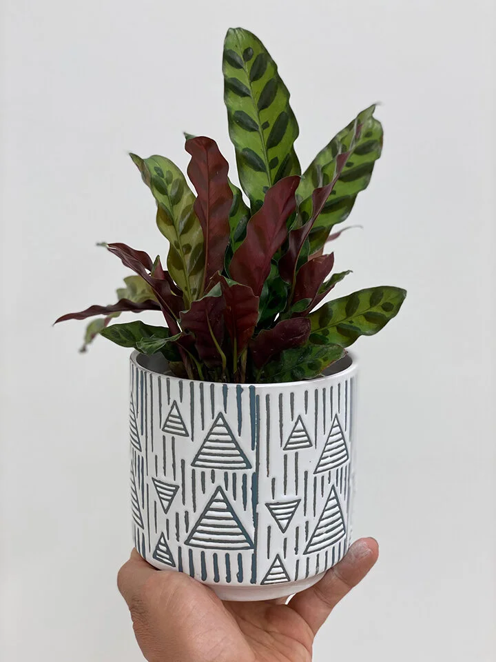 Calathea