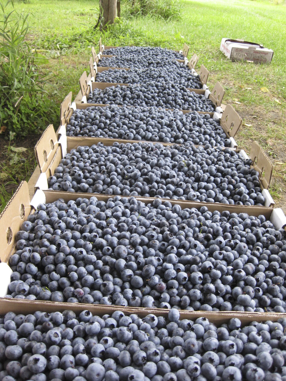 Pick Your Own — Adam's Berry Farm