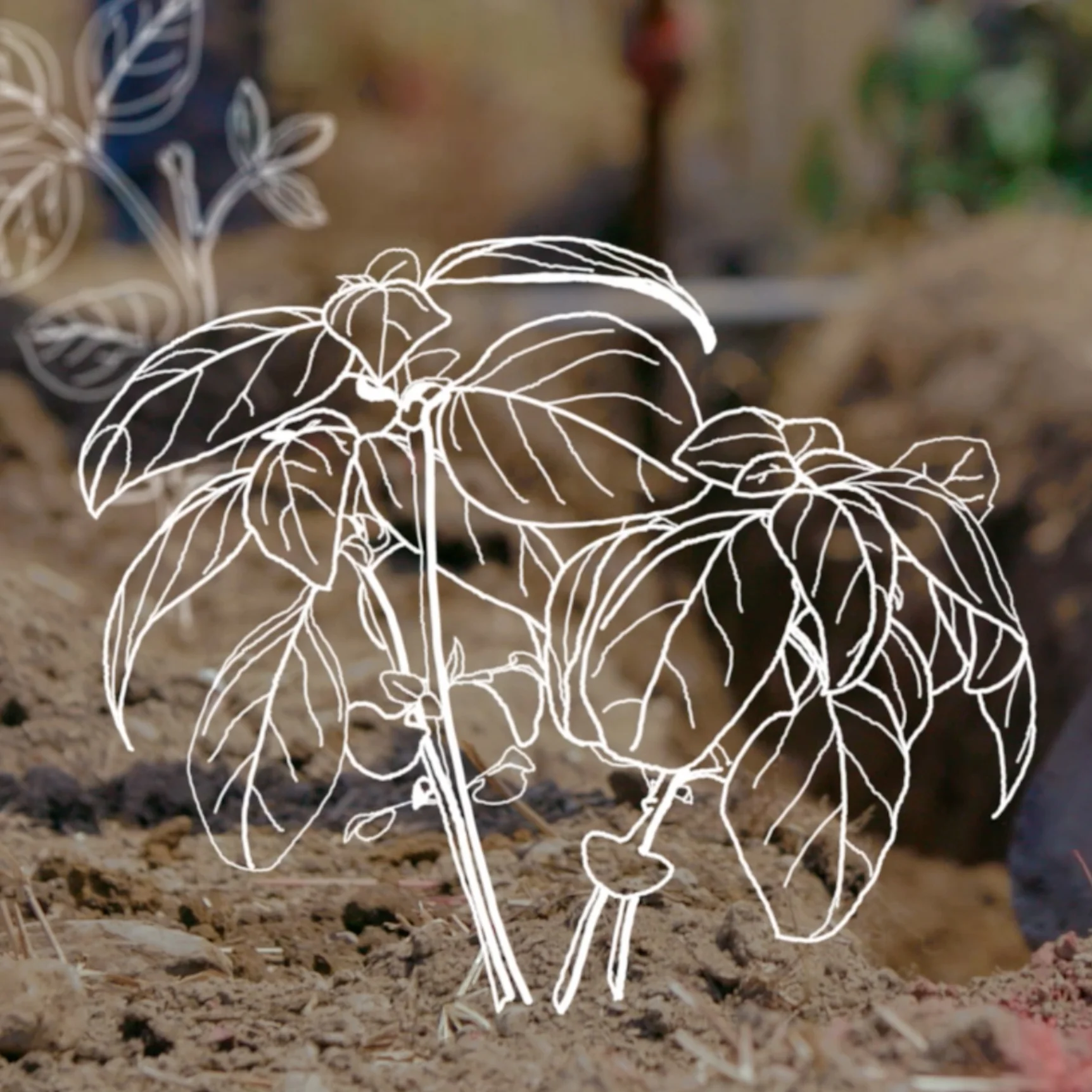 Laura Tirado - Creative Director