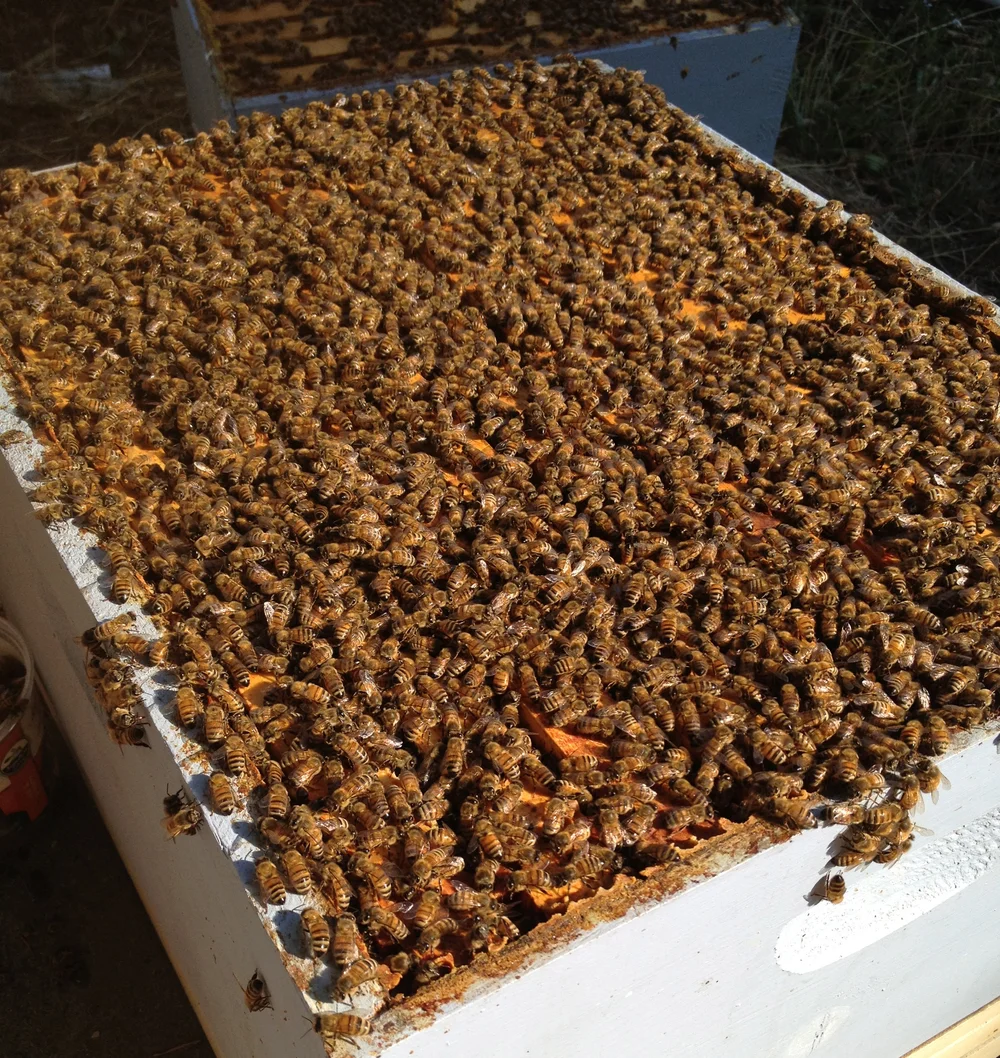Photos — Bridgetown Bees