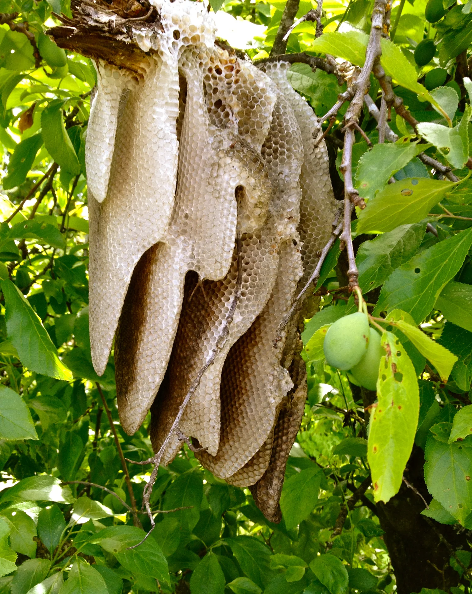 Photos — Bridgetown Bees
