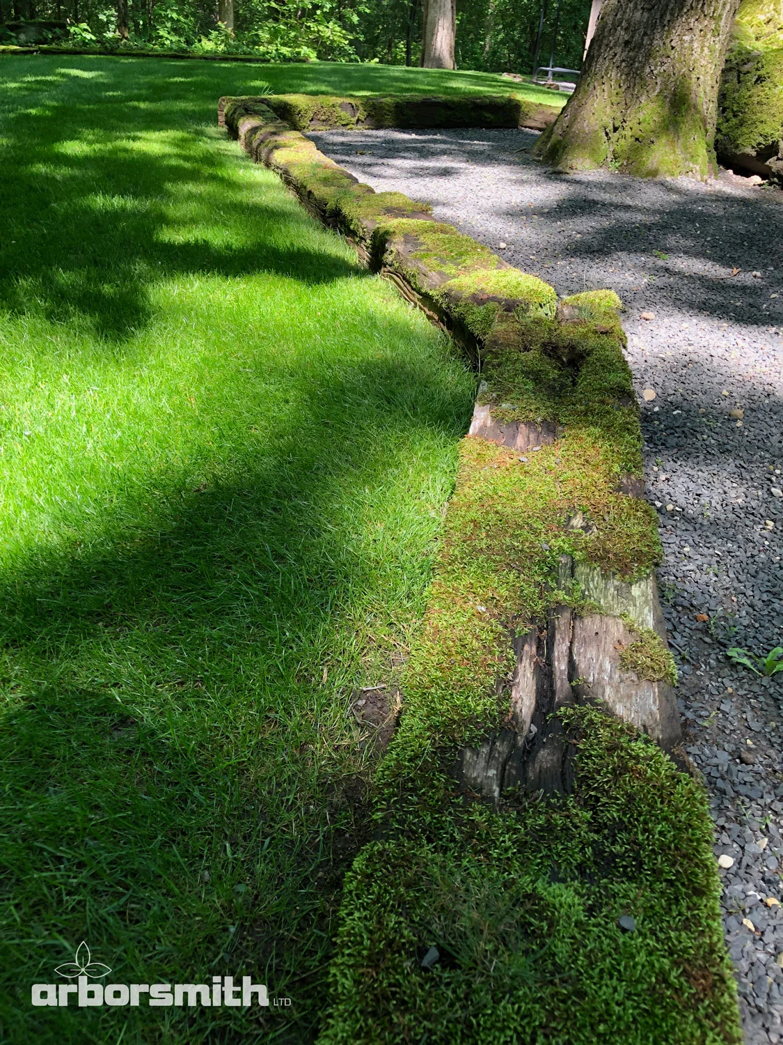 Moss In My Landscape — Arborsmith, Ltd.® crafstman in the care of trees