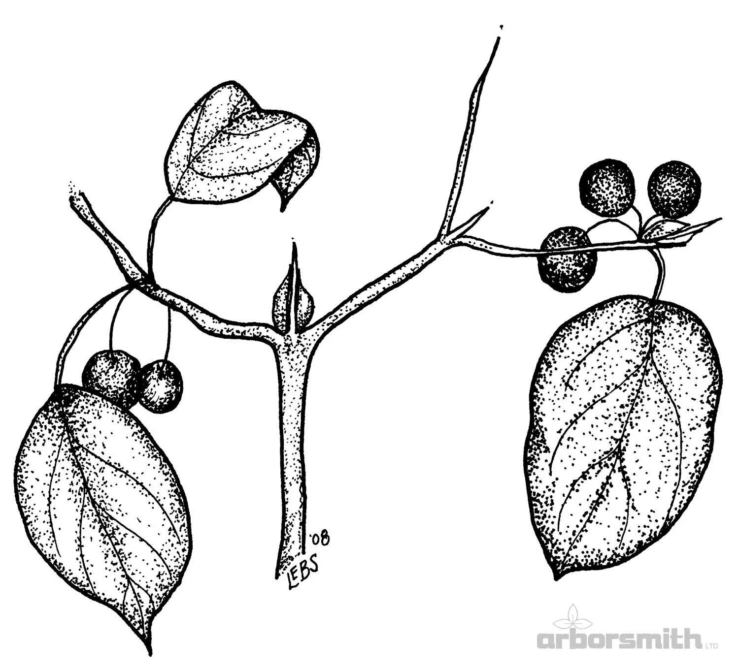 Invasive Buckthorn Revisited — Arborsmith, Ltd.® crafstman in the care ...
