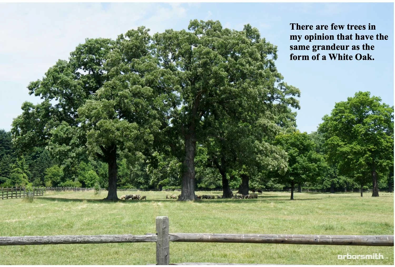 Getting to Know Your Trees - White Oak — Arborsmith, Ltd.® crafstman in ...