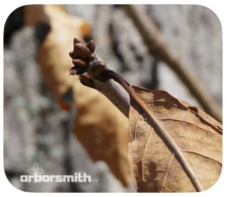 Getting to Know Your Trees - White Oak — Arborsmith, Ltd.® crafstman in ...