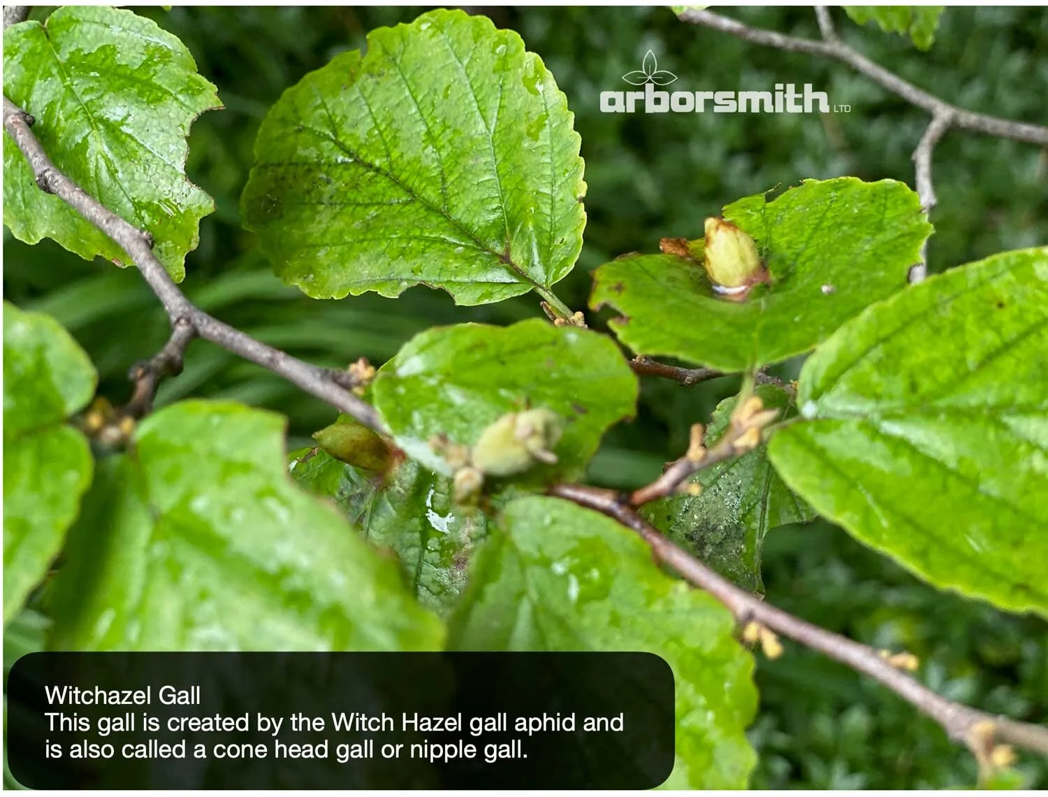 My Leaves Have These Weird Bumps and Lumps on Them! — Arborsmith, Ltd ...
