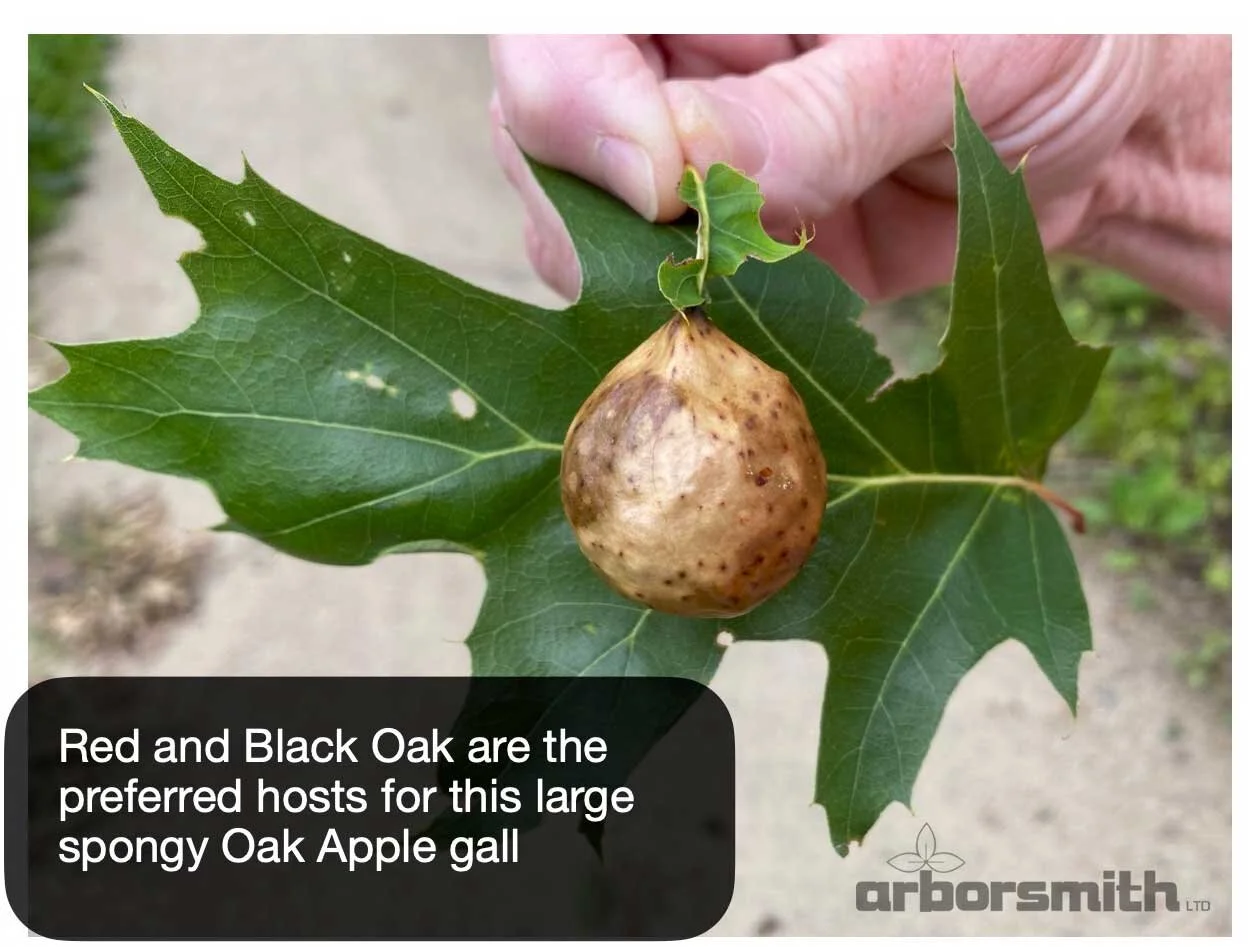 My Leaves Have These Weird Bumps and Lumps on Them! — Arborsmith, Ltd ...